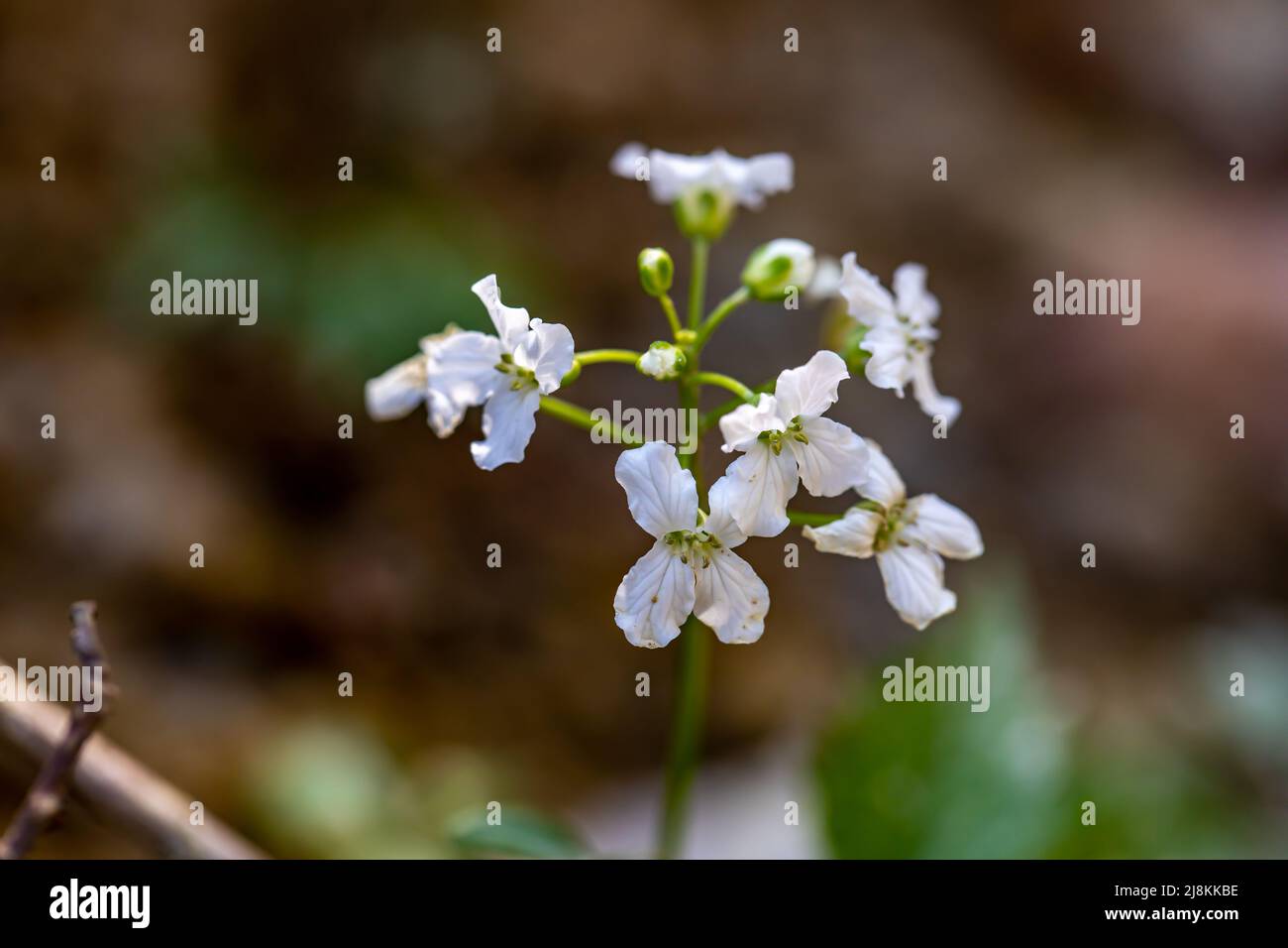 Cardamine trifolia hi-res stock photography and images - Alamy