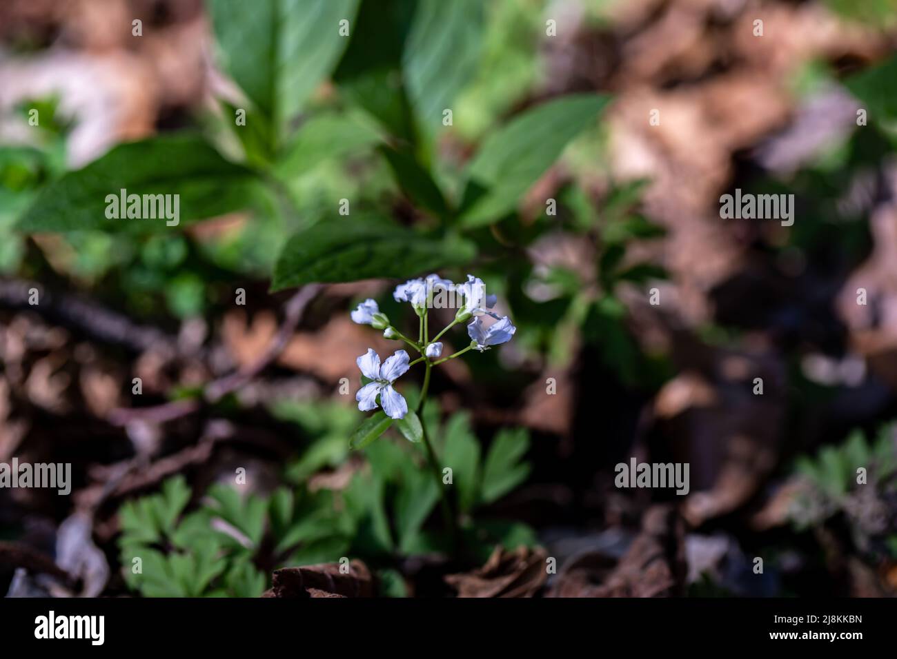 Cardamine trifolia flower in mountains Stock Photo - Alamy