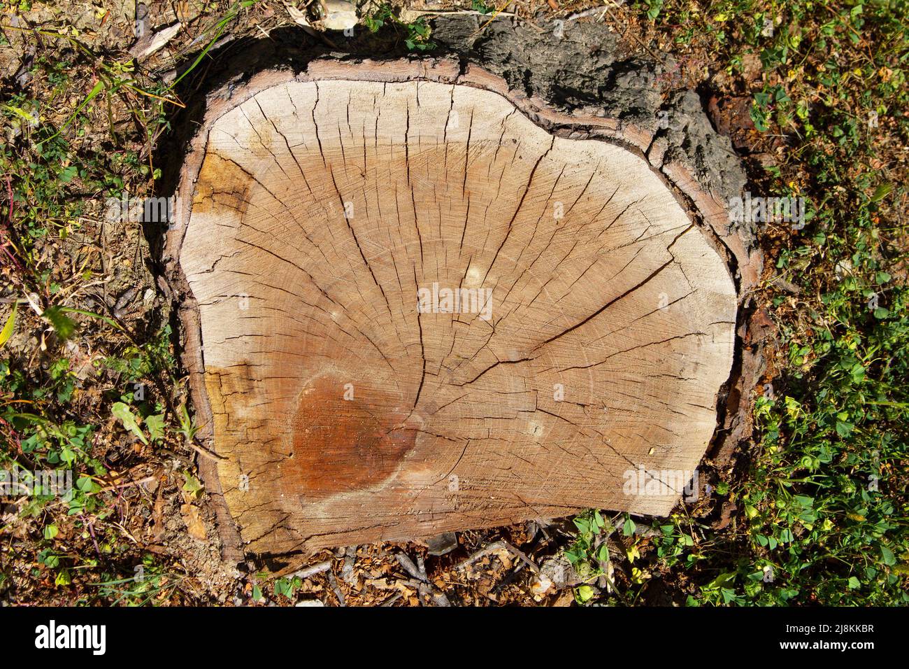 Beautiful tree rings hi-res stock photography and images - Alamy