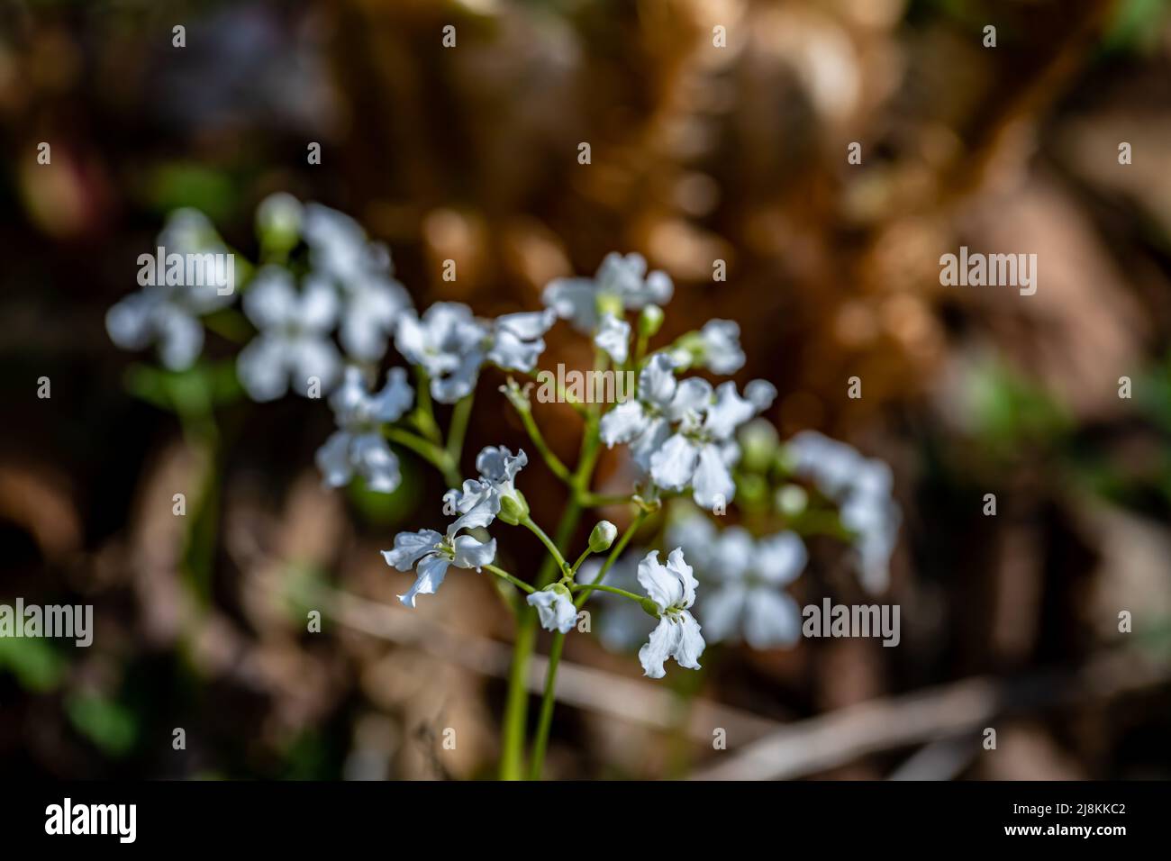 Cardamine trifolia flower in mountains, close up Stock Photo - Alamy