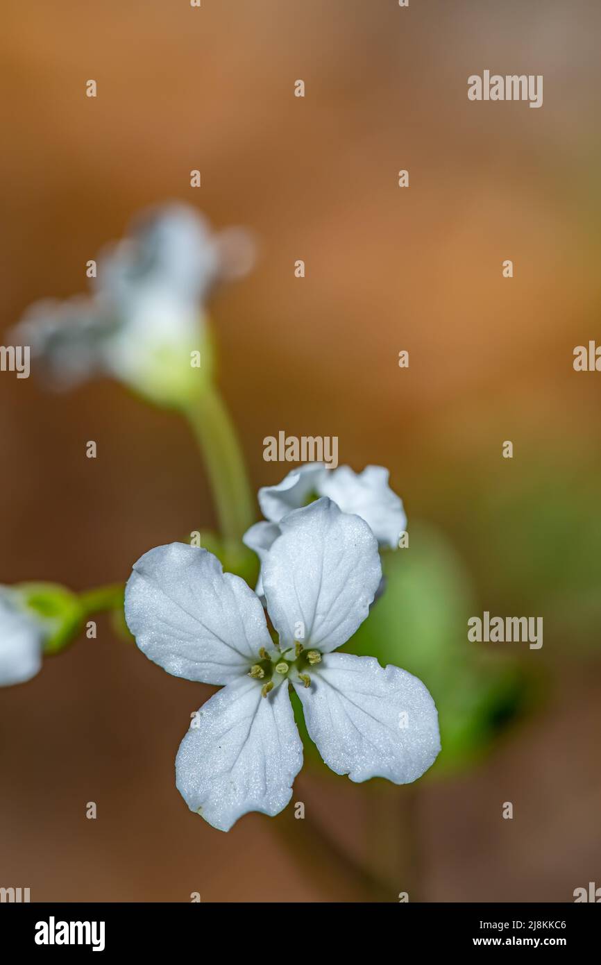 Cardamine trifolia hi-res stock photography and images - Alamy