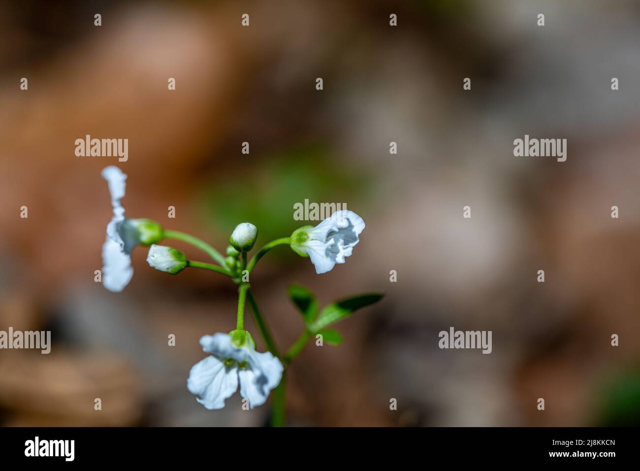 Cardamine trifolia hi-res stock photography and images - Alamy