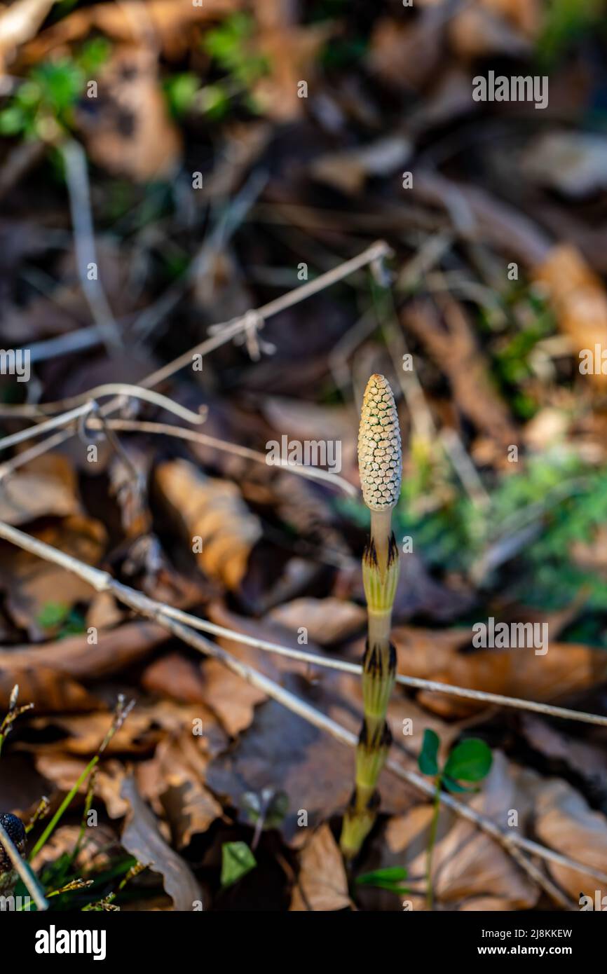 Equisetum arvense flower in meadow, close up Stock Photo - Alamy