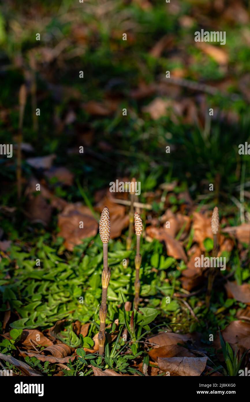 Equisetum arvense flower in meadow Stock Photo - Alamy