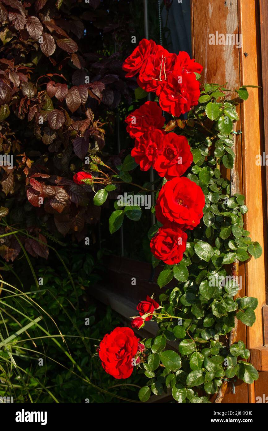Beautiful growing red roses in the garden Stock Photo - Alamy