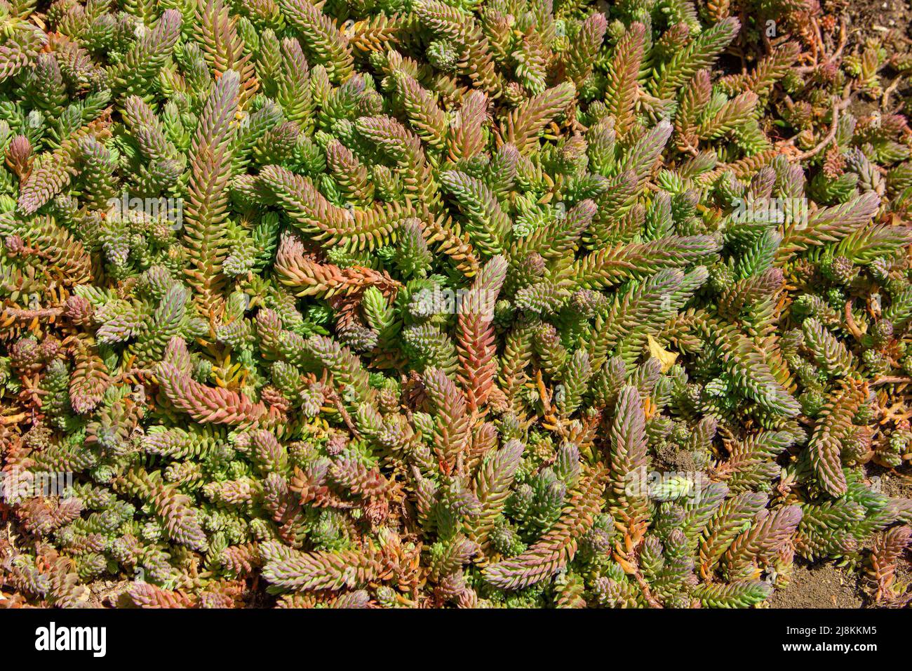 Beautiful six-rowed sedum plant in a flower bed Stock Photo - Alamy