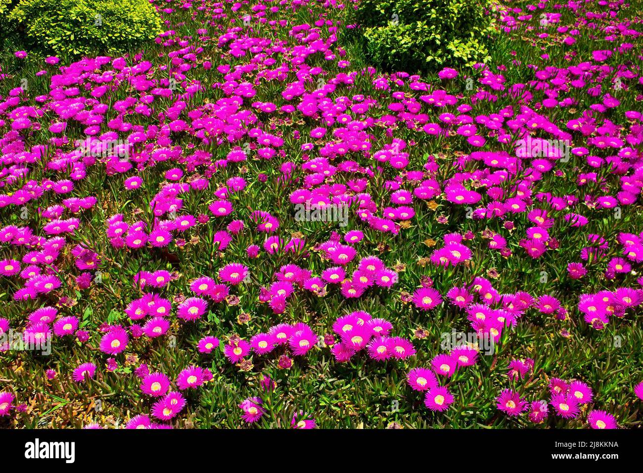 Flowering carpobrotus edible in a flower bed Stock Photo - Alamy