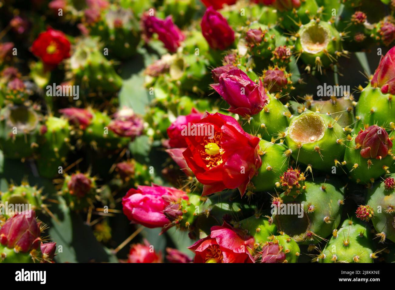 Cactus with red flowers hi-res stock photography and images - Alamy
