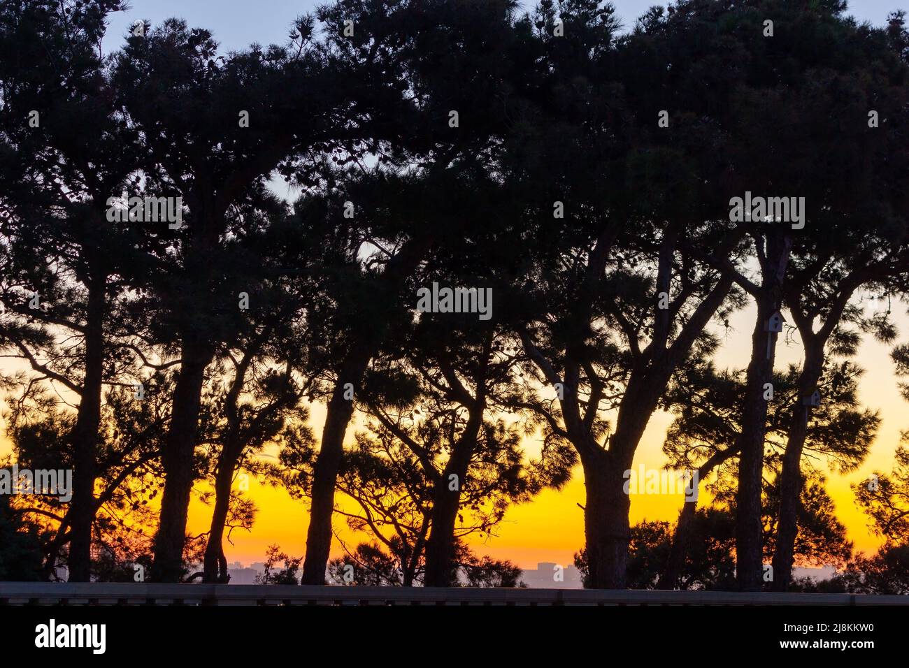 Sunrise through the trees in the upland park. Baku. Azerbaijan Stock ...