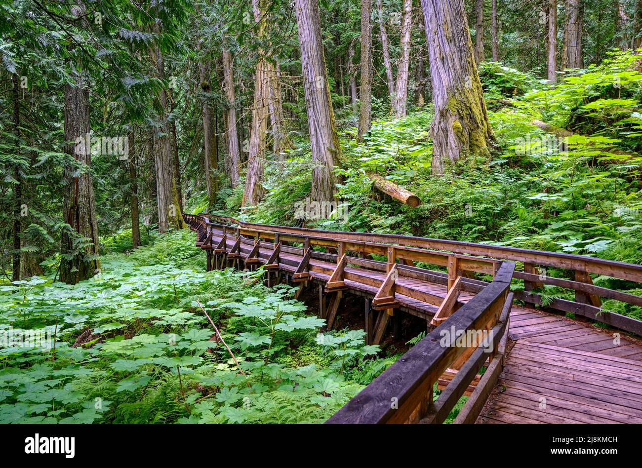 A wooden walkway in the Ancient Forest Provincial Park in British ...