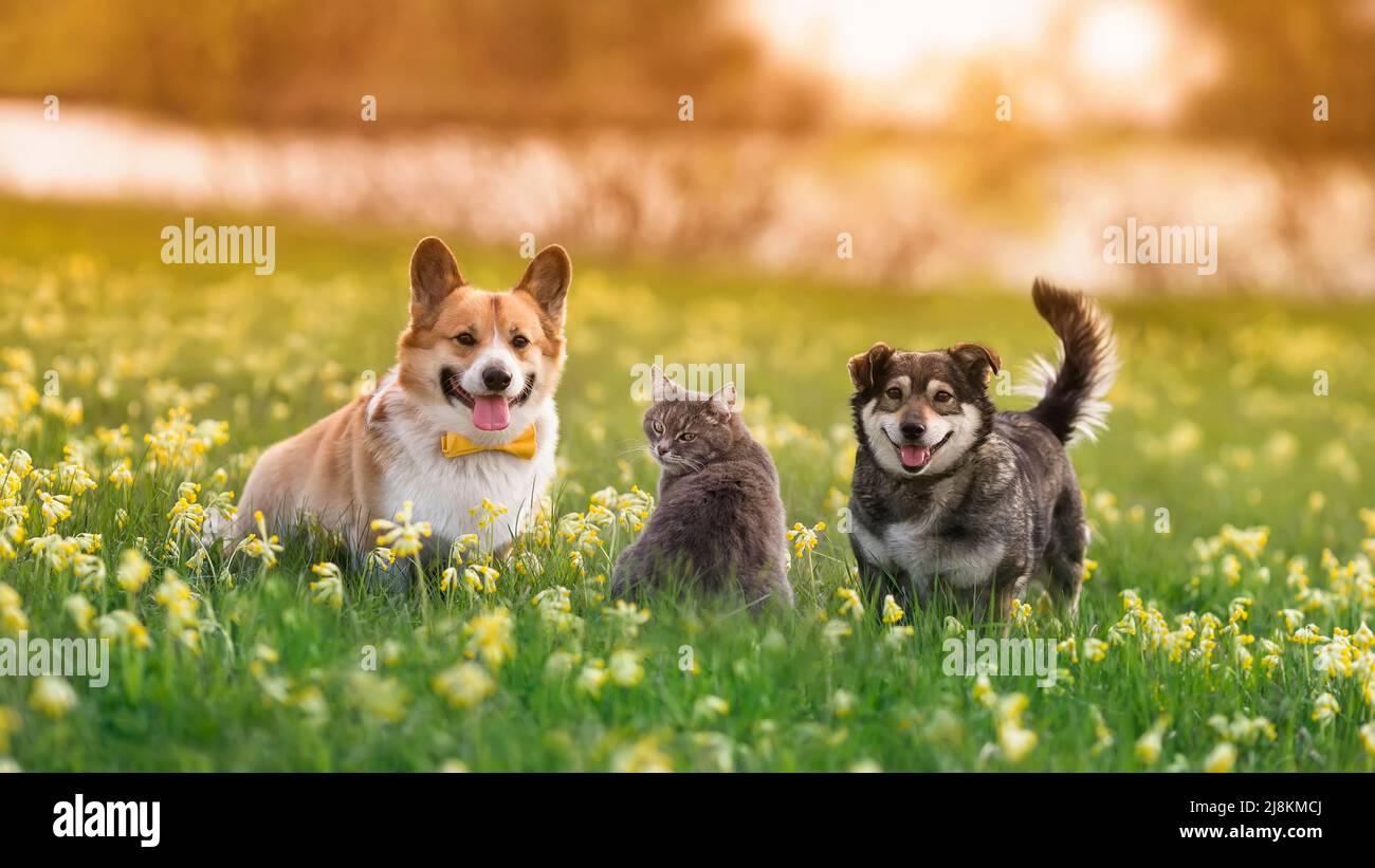 Couple walking two small dogs hi-res stock photography and images - Alamy