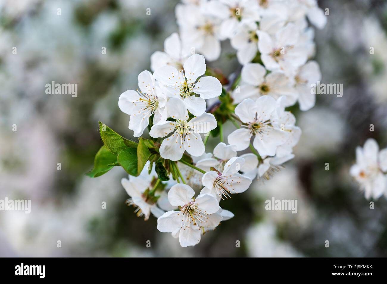 Blooming branch of a cherry tree. Close-up of a white fruit tree branch ...