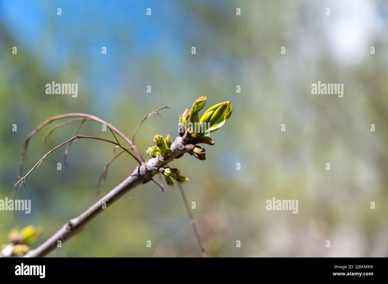 New leaves of the catalpa tree. Buds bloom on a tree branch on a sunny ...
