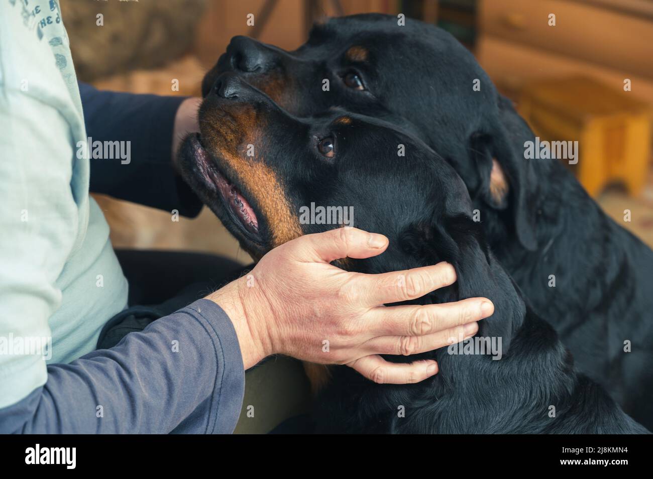 Rottweiler head man hi-res stock photography and images - Alamy