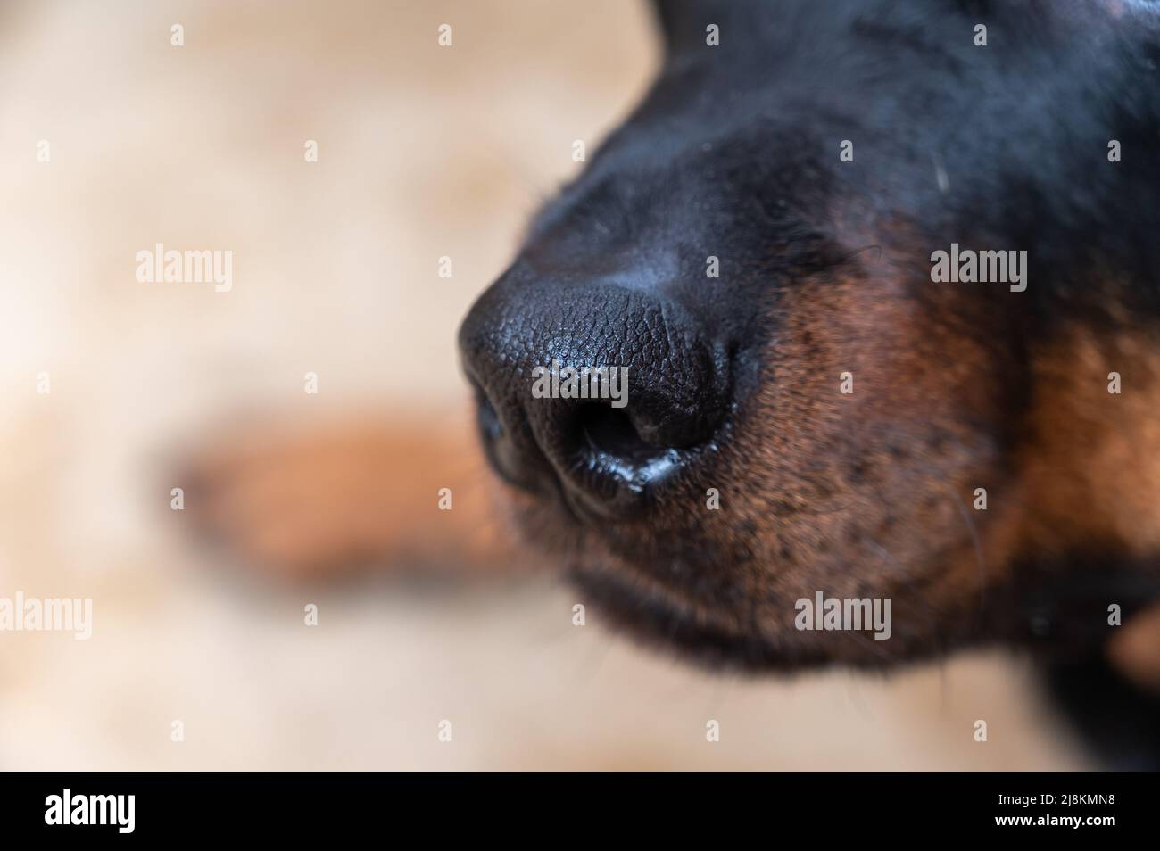 Close-up of the muzzle of a large black dog. The nose of a female ...