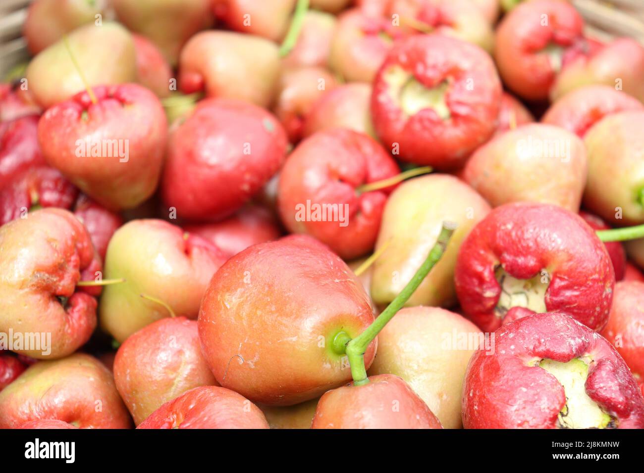 tasty and healthy java apple stock on farm for harvest Stock Photo - Alamy