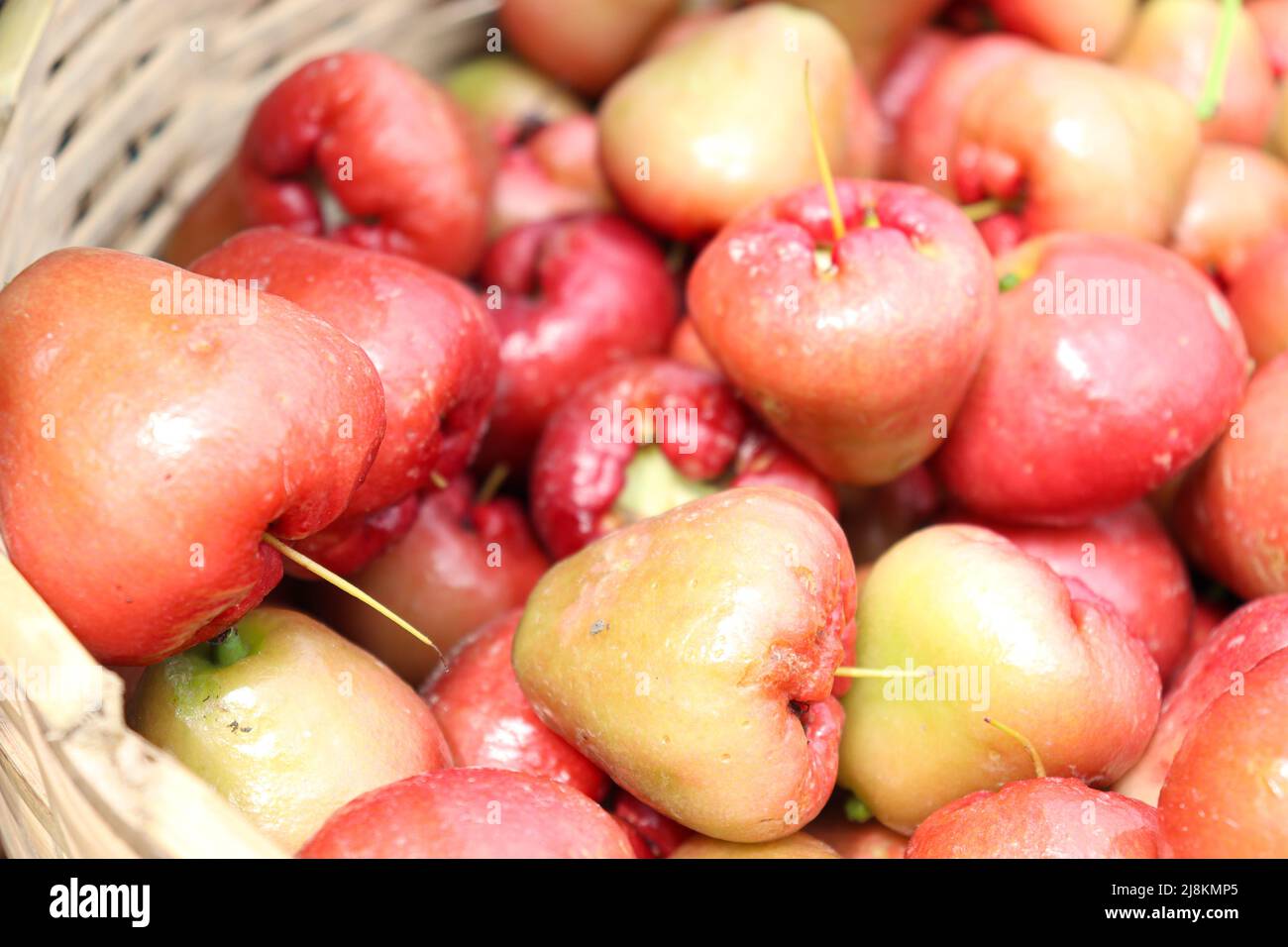 tasty and healthy java apple stock on farm for harvest Stock Photo - Alamy