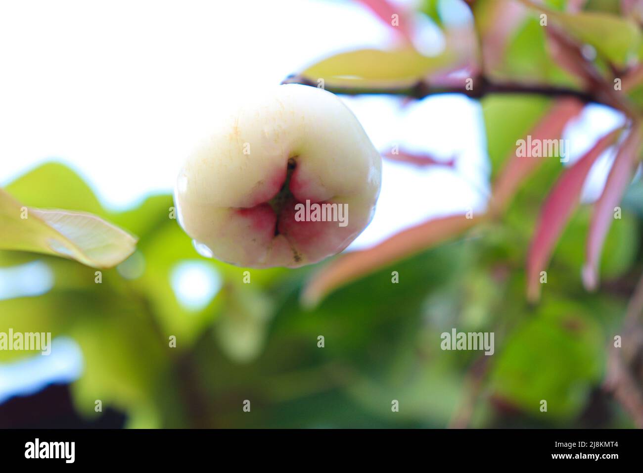 Pear shaped apple hi-res stock photography and images - Alamy