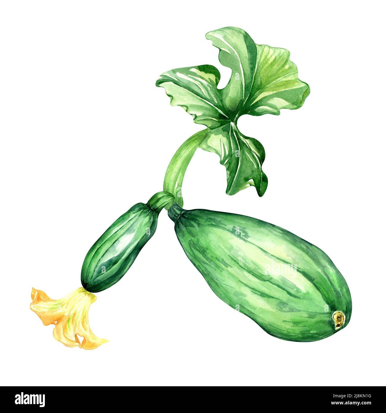 Vegetable marrow plant watercolor illustration on white. Stem with ...