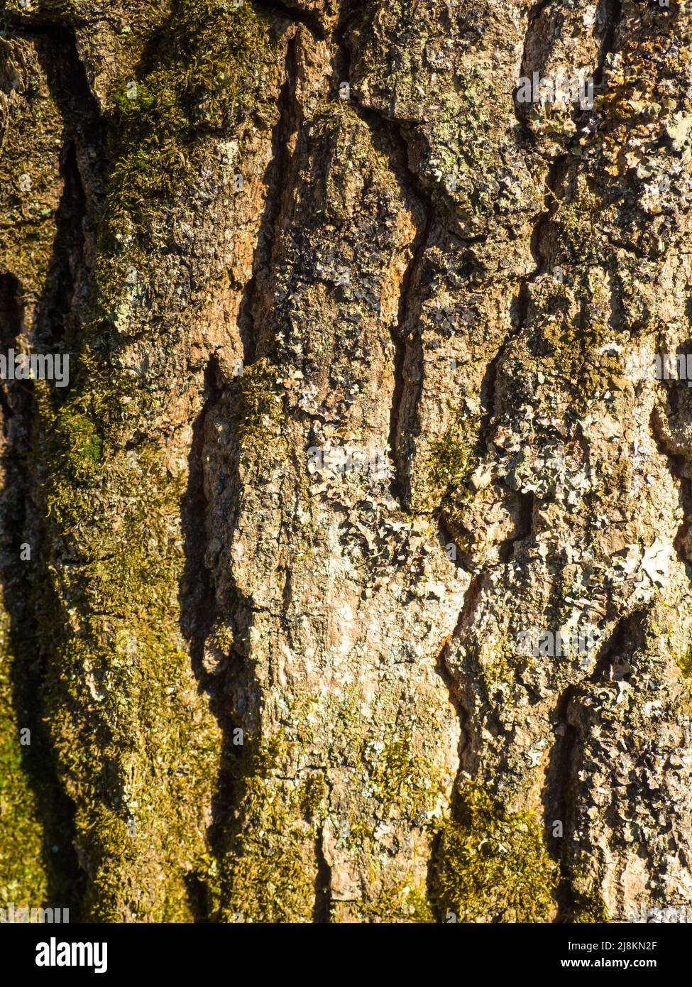 Lichen And Moss On the tree Stock Photo - Alamy