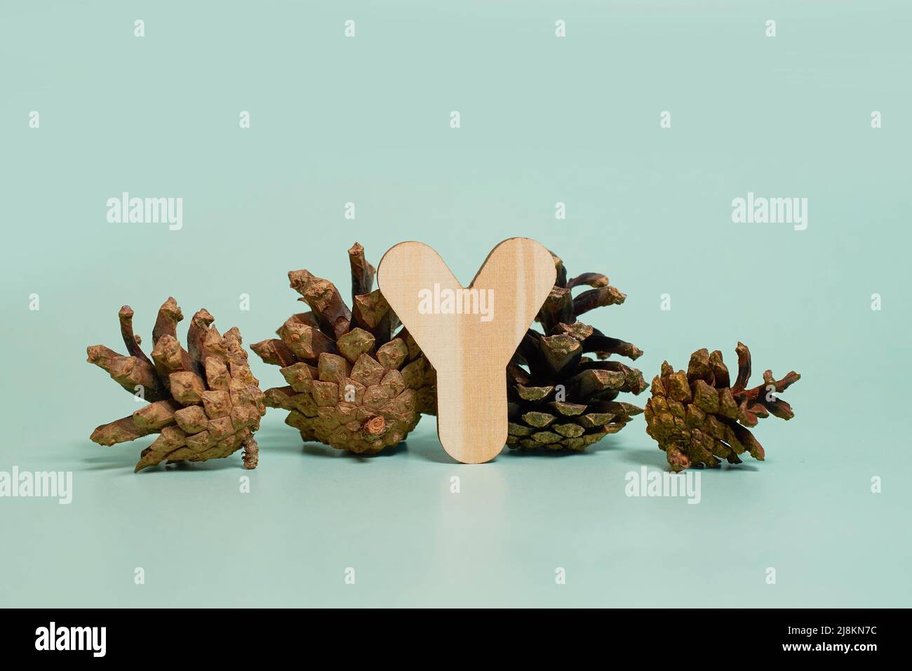 Letter Y. A wooden letter of the English alphabet and four pine cones ...