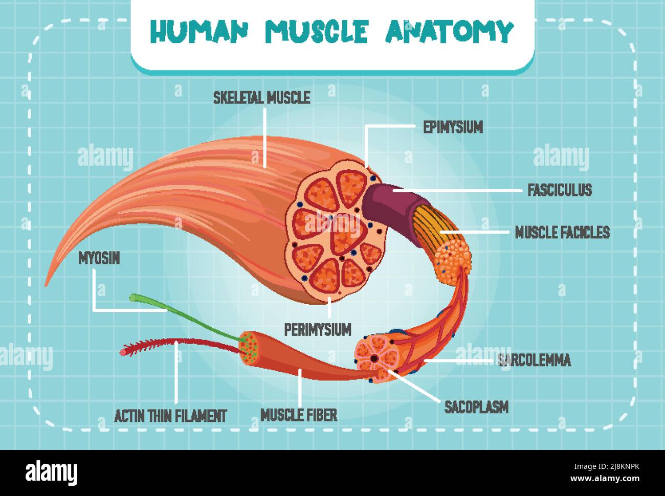 Human muscle anatomy structure illustration Stock Vector Image & Art ...