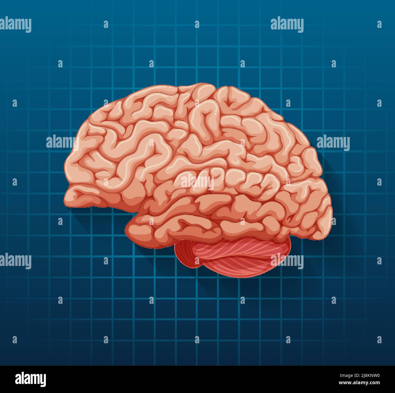 Human internal organ with brain illustration Stock Vector Image & Art ...