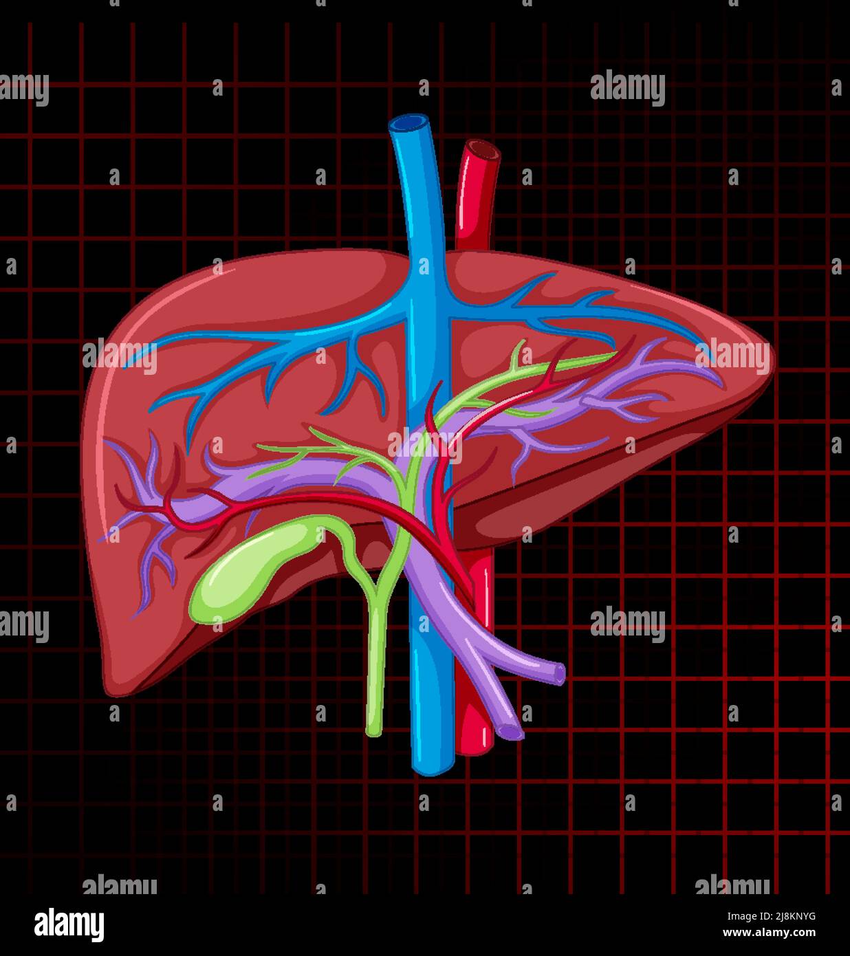 Liver pathology vector vectors hi-res stock photography and images - Alamy