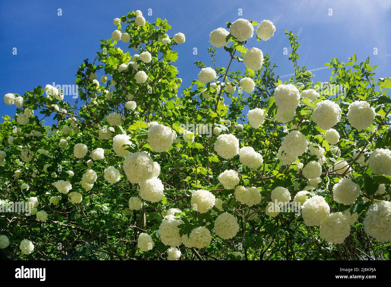 Snowballs snowball hi-res stock photography and images - Alamy