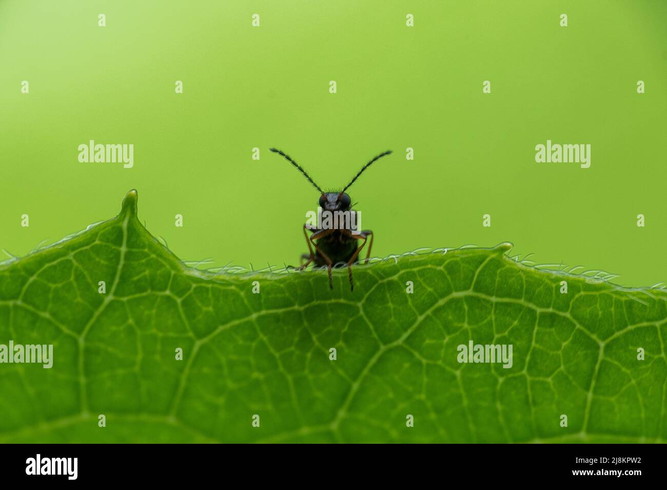 Bug behind the leaf Stock Photo - Alamy