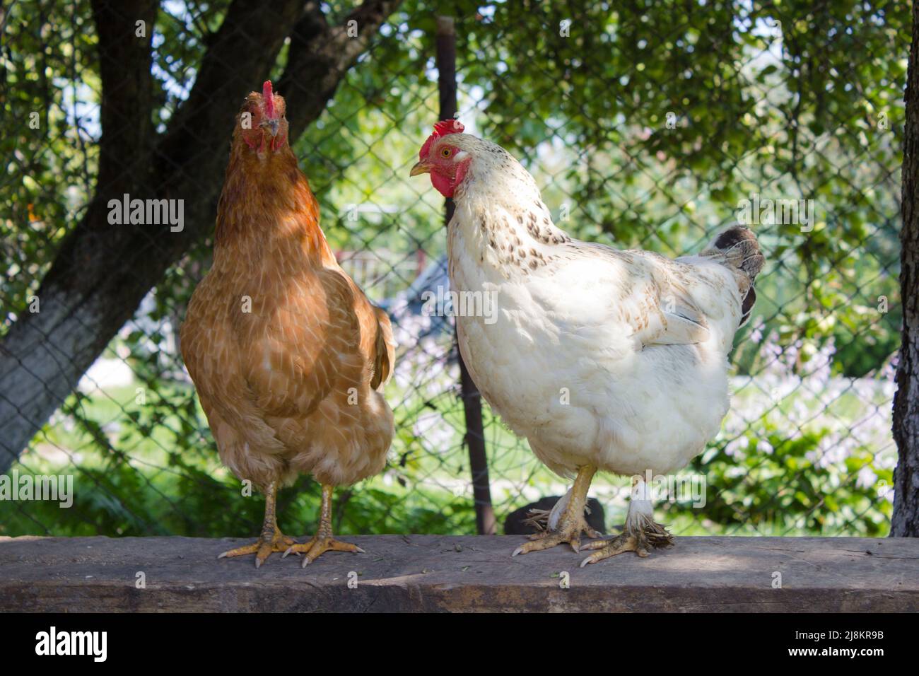 White chicken sitting on fence hi-res stock photography and images - Alamy
