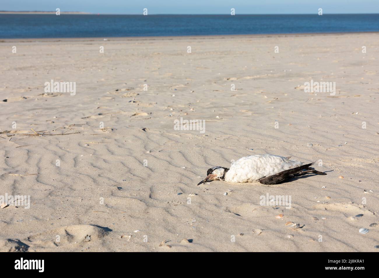 Washed up seabirds hi-res stock photography and images - Alamy