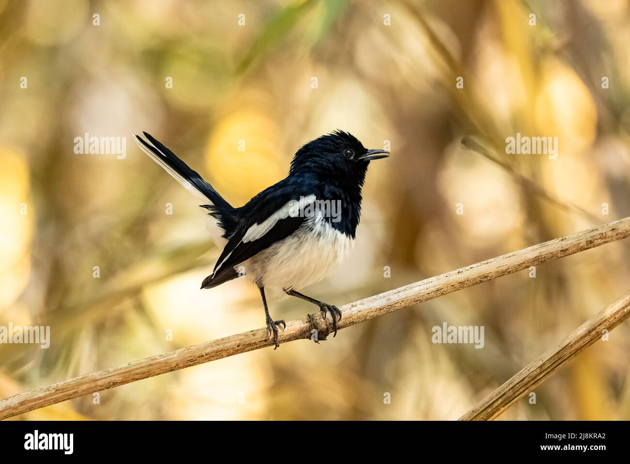 Oriental magpie-robin, Copsychus saularis, small black and white bird ...