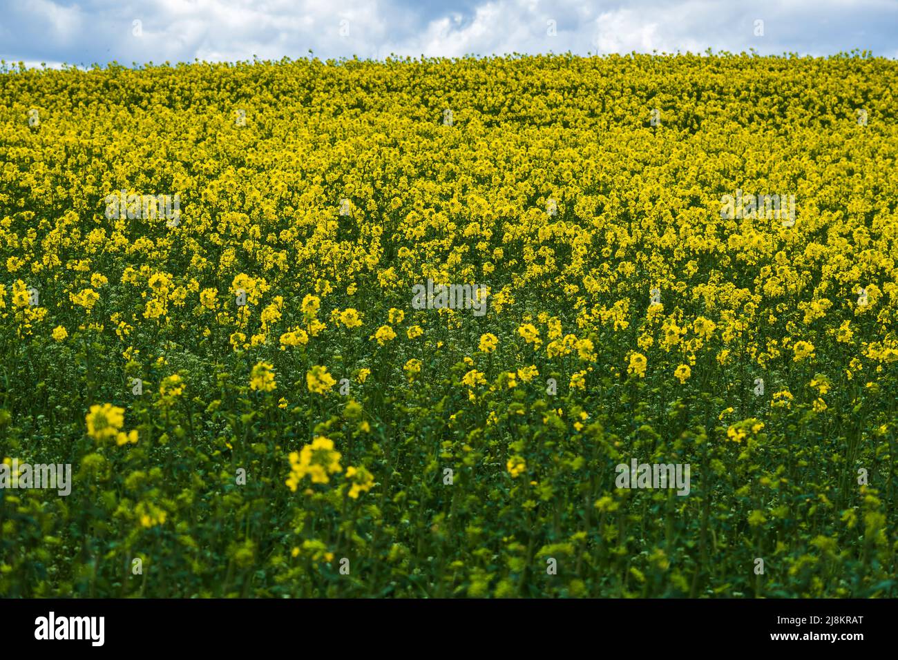 field of beautiful springtime golden flower of rapeseed, canola colza ...