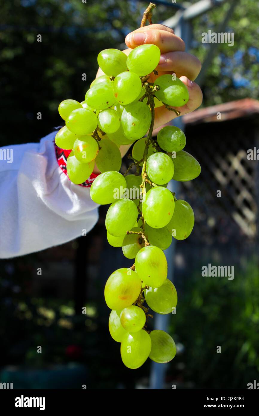 Grapes in hand hi-res stock photography and images - Alamy
