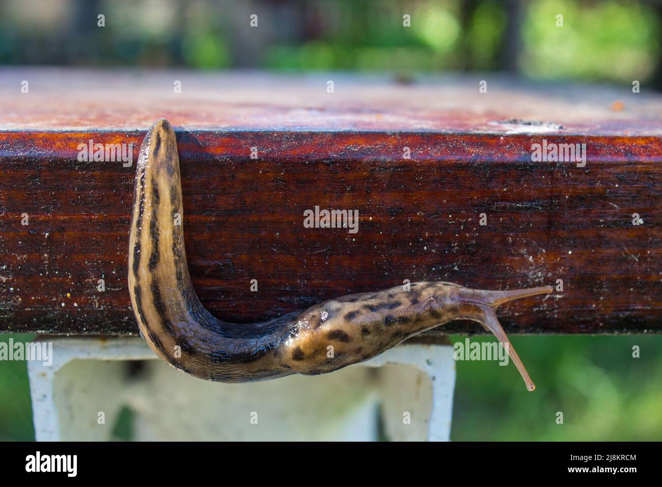 big long snail Stock Photo - Alamy