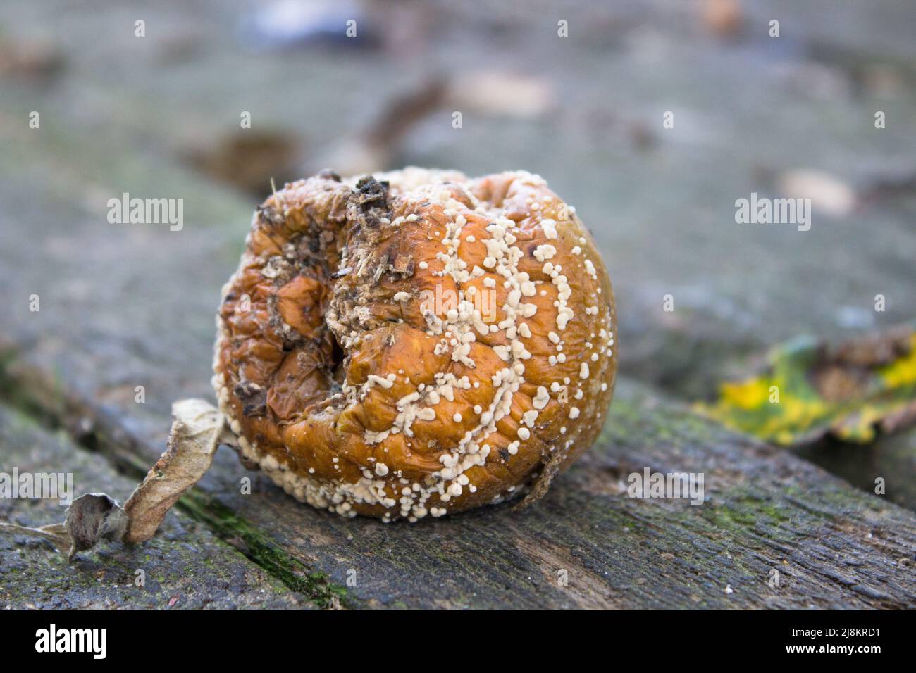 Rotting apple leaf hi-res stock photography and images - Alamy