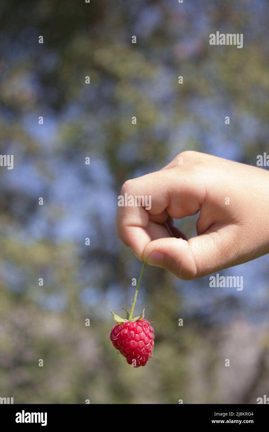 Hand holds raspberries hi-res stock photography and images - Alamy