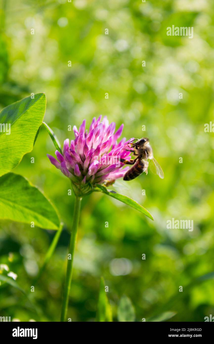 Bee on clover hi-res stock photography and images - Alamy