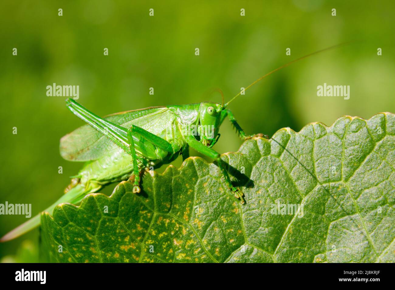 Close up locust leg foot hi-res stock photography and images - Alamy