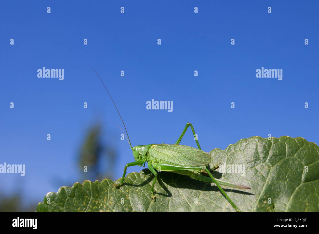Close up locust leg foot hi-res stock photography and images - Alamy