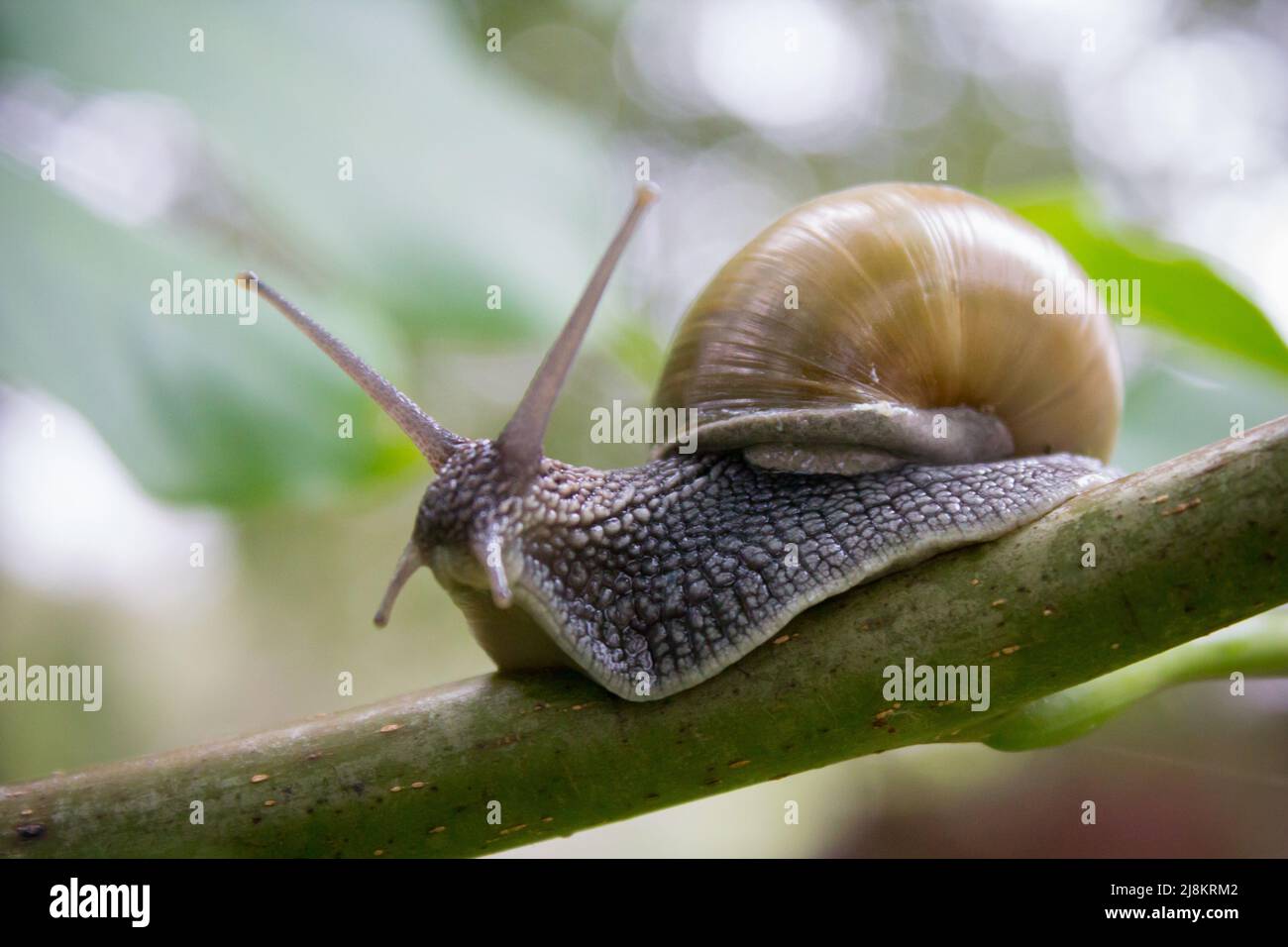 on the tree snail Stock Photo - Alamy