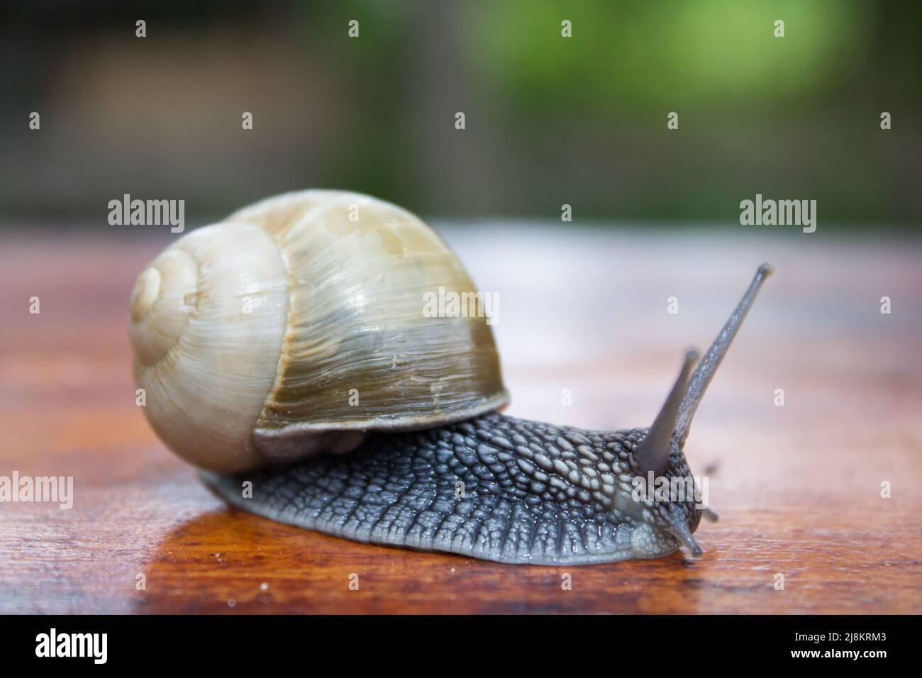 snail crawled out Stock Photo - Alamy