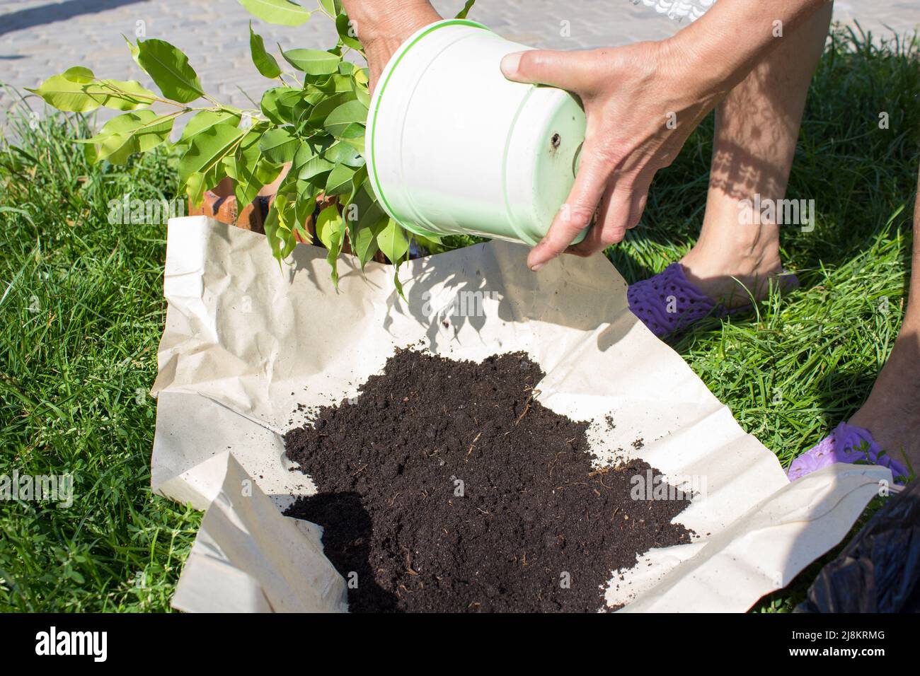 Replant plants hi-res stock photography and images - Alamy
