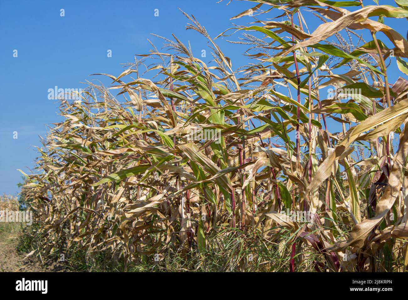 Corn Field.Ripe maize in cultivated agricultural corn field ready for ...