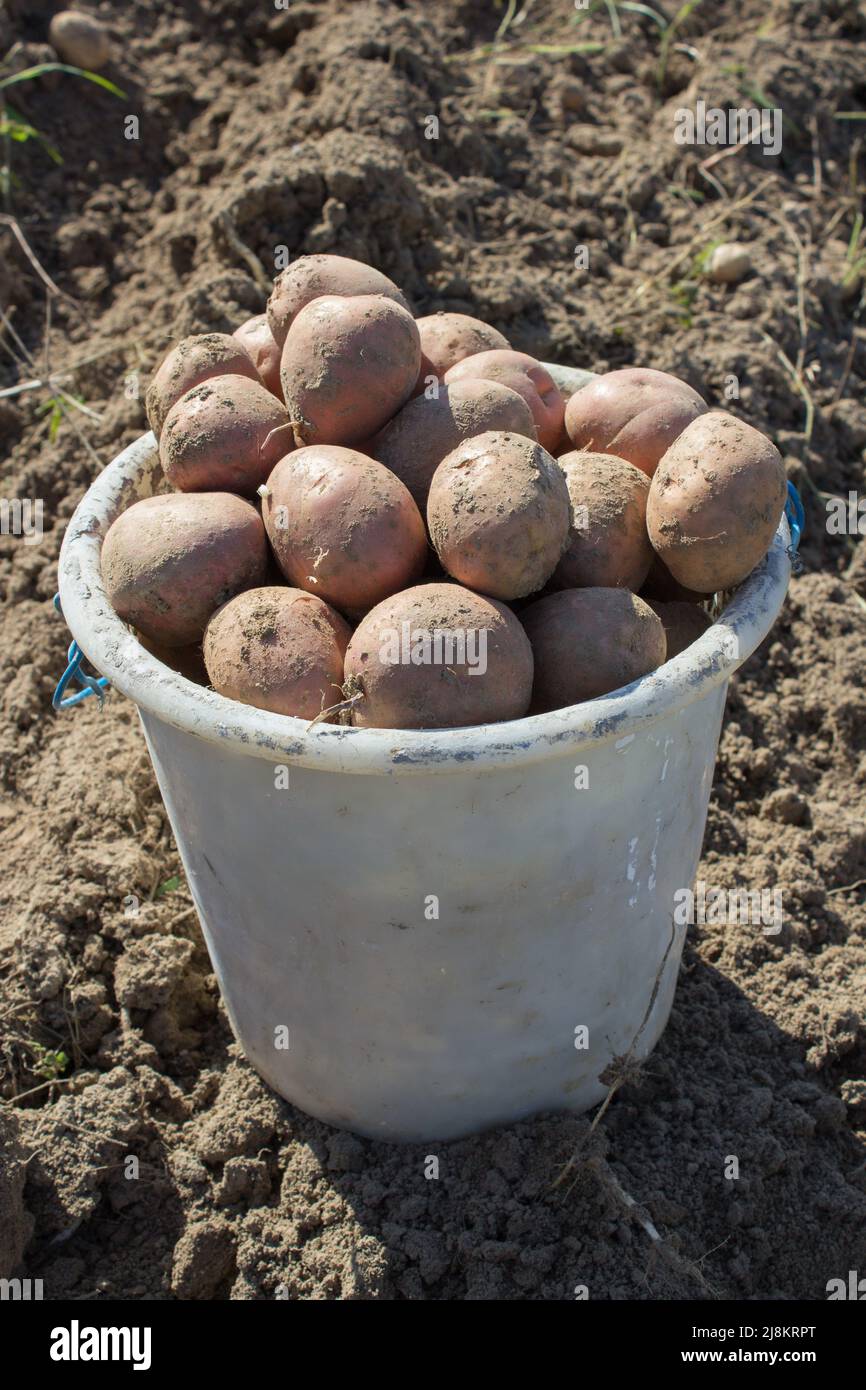bucket of potatoes in the field Stock Photo - Alamy