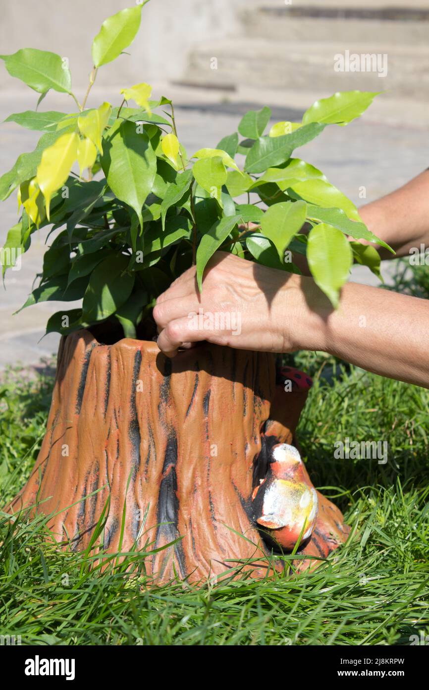 Small flowers planting hi-res stock photography and images - Alamy