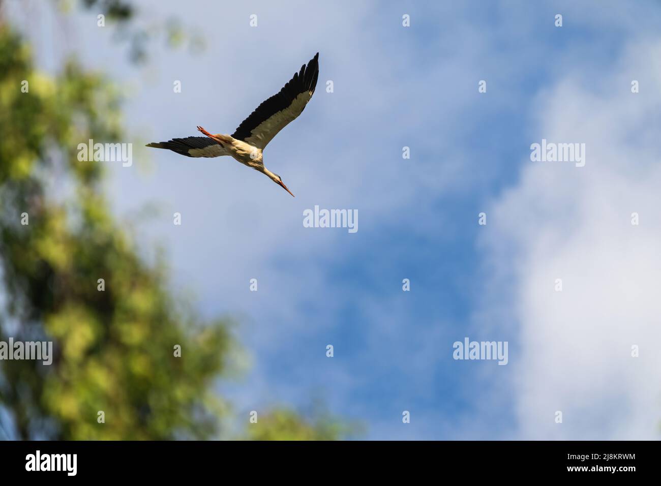 A flying stork in front of a tree and blue sky Stock Photo - Alamy