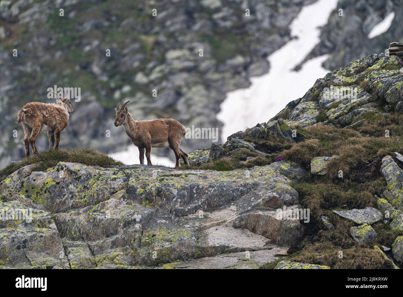 Capricorn ibex hi-res stock photography and images - Alamy