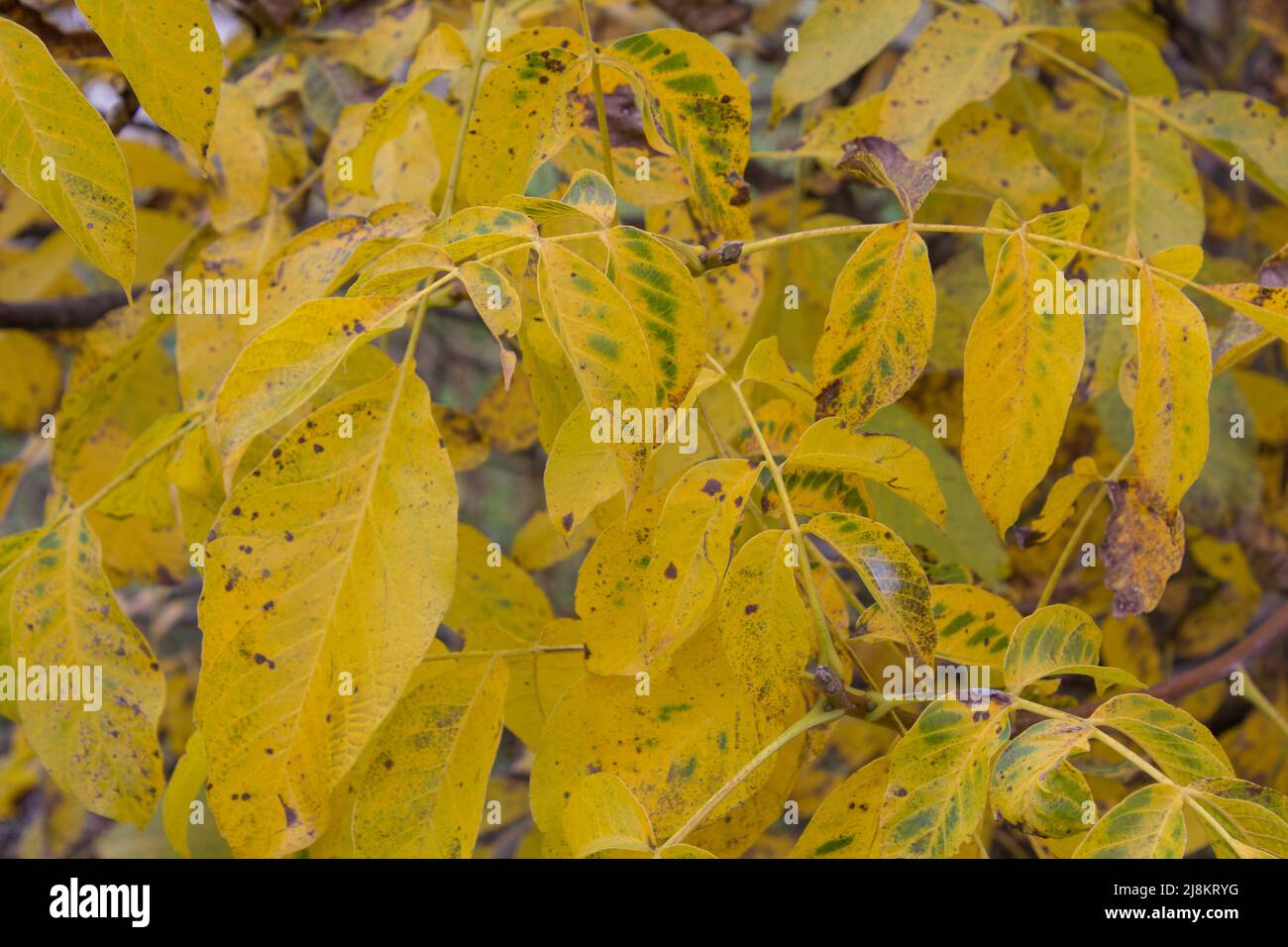Walnut tree detail hi-res stock photography and images - Alamy